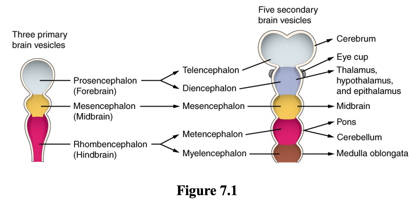 Diencephalon Mesencephalon